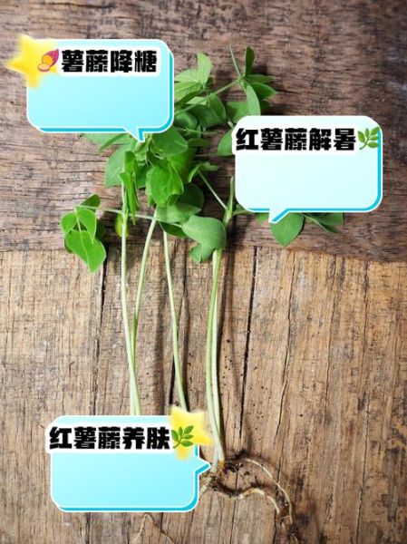 番薯藤怎么吃_番薯藤的家常做法-第2张图片-山城妙识