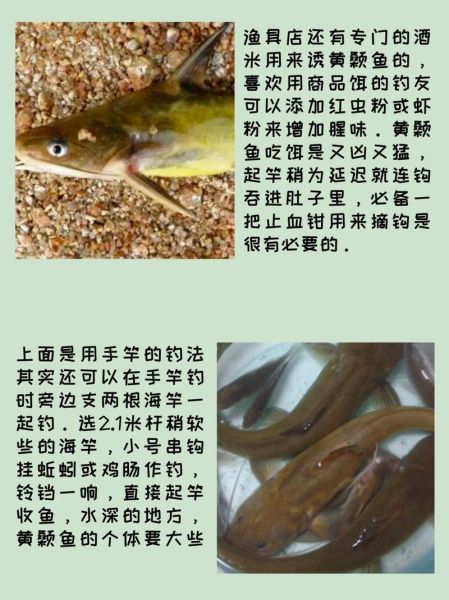 黄颡鱼野钓用什么饵_黄颡鱼野钓最佳时间-第3张图片-山城妙识