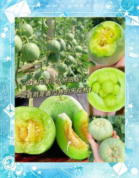 香瓜什么人不能吃_香瓜禁忌人群有哪些-第1张图片-山城妙识