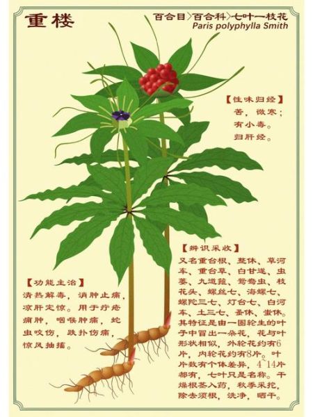 重楼多少钱一斤_重楼的功效与作用-第3张图片-山城妙识