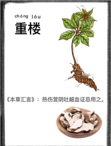 重楼多少钱一斤_重楼的功效与作用-第2张图片-山城妙识