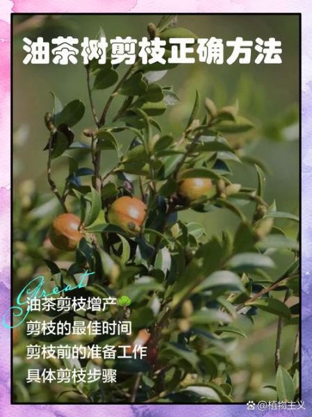 白花油茶树怎么种_白花油茶树种植技术-第2张图片-山城妙识