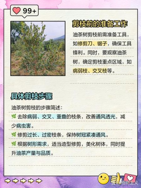 白花油茶树怎么种_白花油茶树种植技术-第3张图片-山城妙识