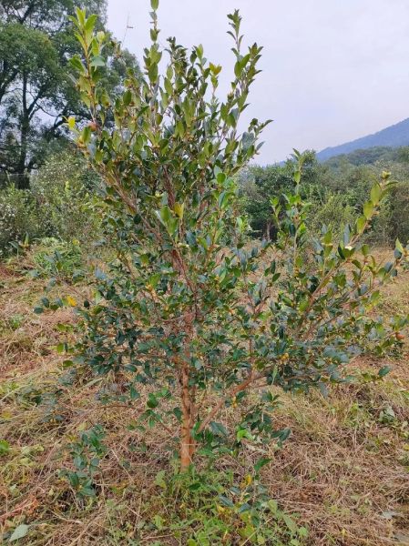 白花油茶树怎么种_白花油茶树种植技术-第1张图片-山城妙识