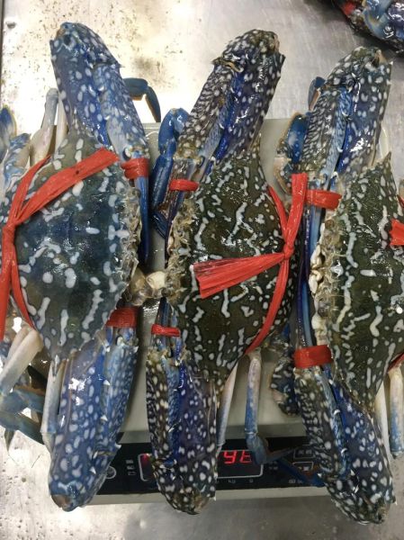 花蟹多少钱一斤_花蟹价格为什么波动这么大-第2张图片-山城妙识