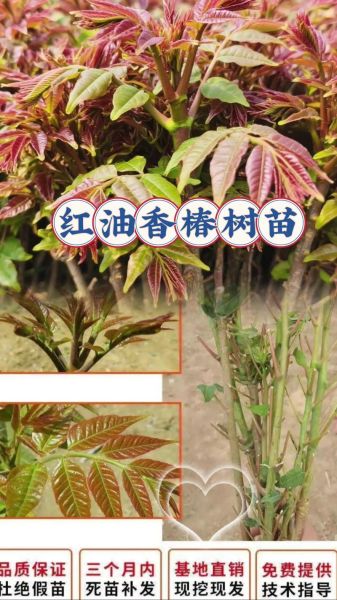 香椿什么时候种_香椿种植最佳时间-第3张图片-山城妙识