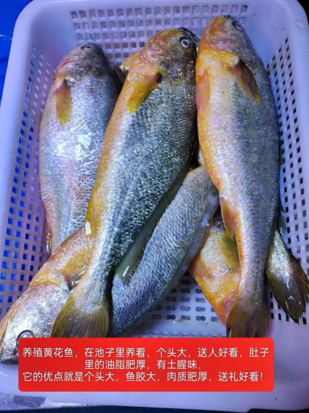 黄花鱼为什么叫黄花鱼_黄花鱼名称由来-第2张图片-山城妙识