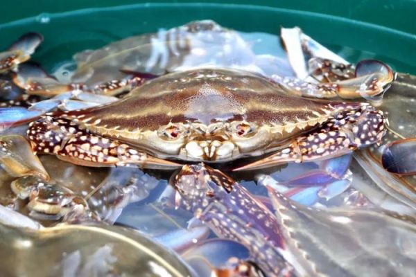 螃蟹蒸熟后冷冻能放多久_蒸熟的螃蟹冷冻保存多久-第2张图片-山城妙识