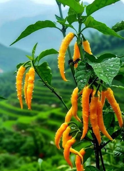 野山椒长什么样_野山椒和小米椒区别-第1张图片-山城妙识