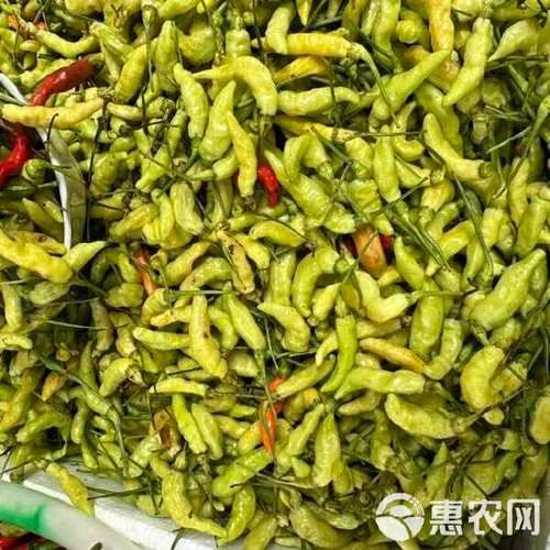 野山椒长什么样_野山椒和小米椒区别-第3张图片-山城妙识
