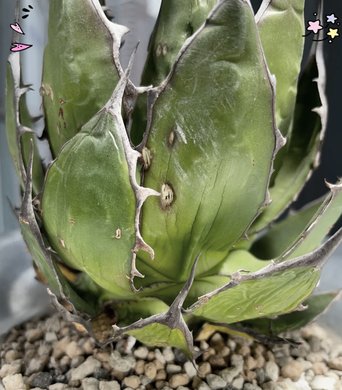 龙舌兰科植物有哪些_龙舌兰科植物怎么养-第1张图片-山城妙识