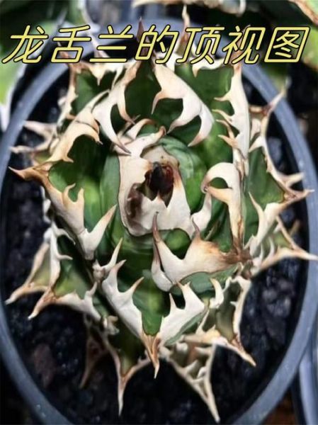 龙舌兰科植物有哪些_龙舌兰科植物怎么养-第3张图片-山城妙识