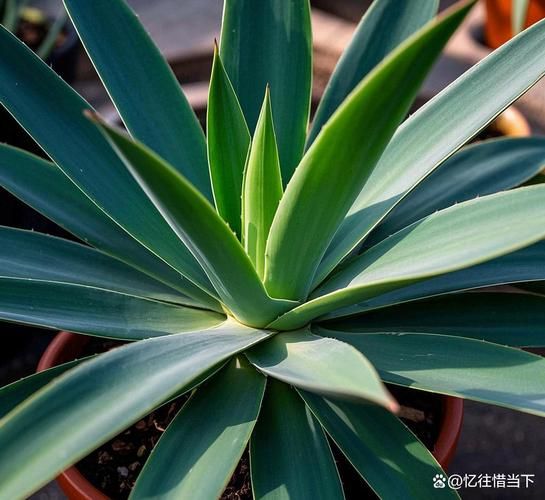 龙舌兰科植物有哪些_龙舌兰科植物怎么养-第2张图片-山城妙识