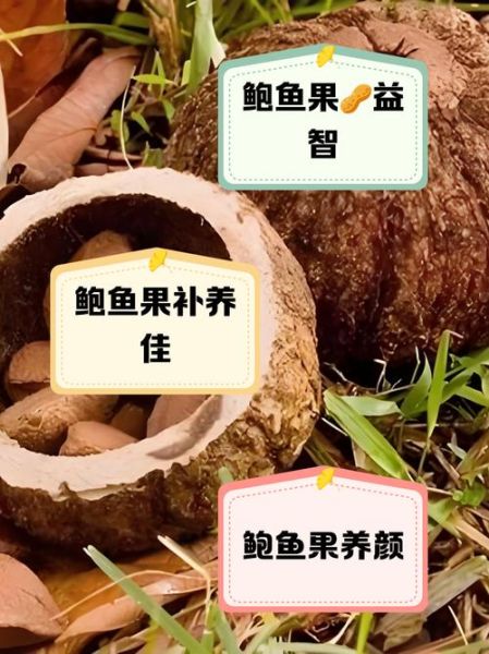 鲍鱼果是什么_鲍鱼果的功效与作用-第2张图片-山城妙识