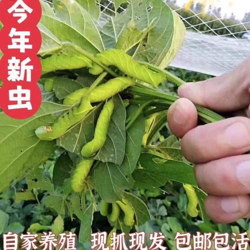 豆丹虫图片_豆丹虫长什么样-第2张图片-山城妙识