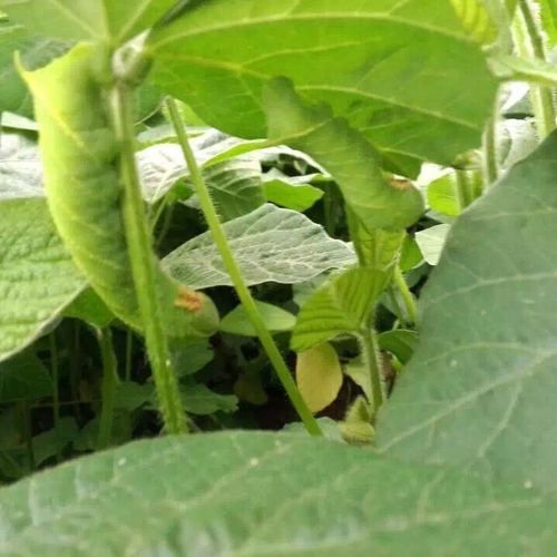 豆丹虫图片_豆丹虫长什么样-第3张图片-山城妙识