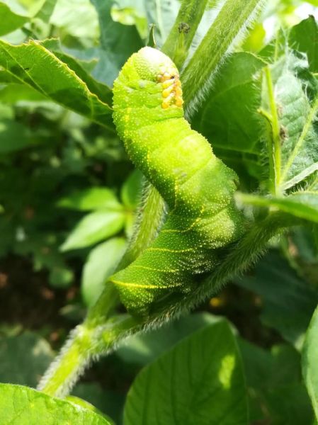 豆丹虫图片_豆丹虫长什么样-第1张图片-山城妙识