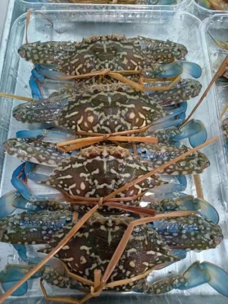 蓝花蟹多少钱一斤_蓝花蟹价格为什么波动大-第2张图片-山城妙识