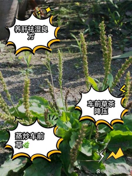 车前草晒干能泡水喝吗_车前草泡水功效与禁忌-第2张图片-山城妙识