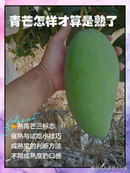 青芒切开太生了怎么办_如何让生青芒变熟甜-第2张图片-山城妙识