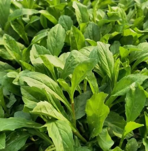 马兰头晒干吃的功效_马兰头晒干后还有营养吗-第1张图片-山城妙识