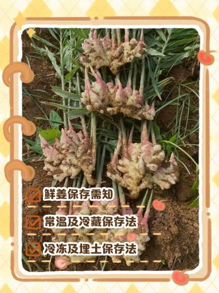 鲜姜怎么保存_鲜姜可以放多久-第1张图片-山城妙识