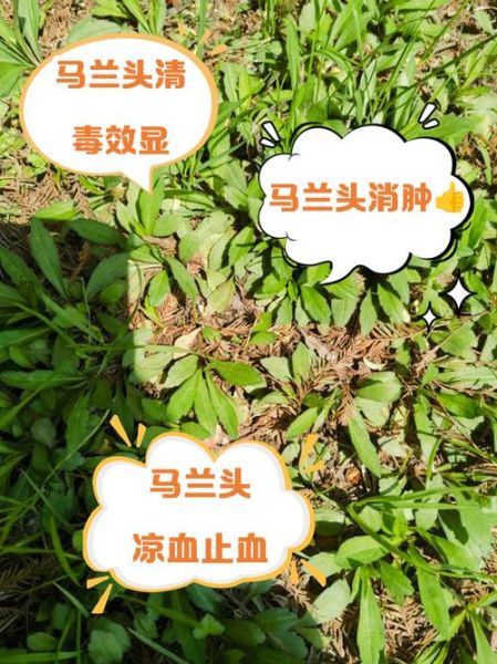 马兰头晒干吃的功效_马兰头晒干后还有营养吗-第2张图片-山城妙识