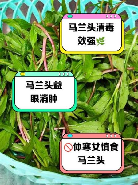 马兰头晒干吃的功效_马兰头晒干后还有营养吗-第3张图片-山城妙识