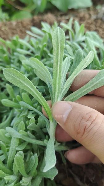 鼠曲草别名有哪些_鼠曲草的功效与作用-第2张图片-山城妙识