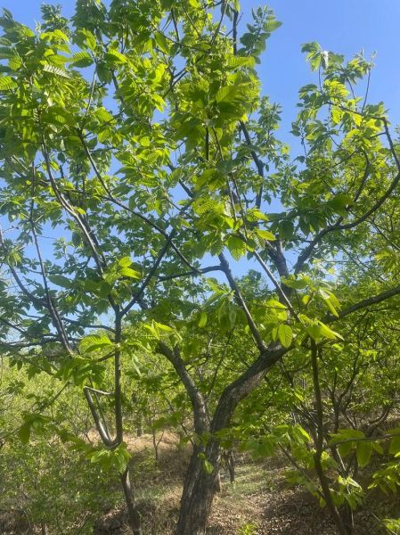 锥栗树长什么样_锥栗树图片怎么辨认-第1张图片-山城妙识 锥栗树长什么样_锥栗树图片怎么辨认-第1张图片-山城妙识