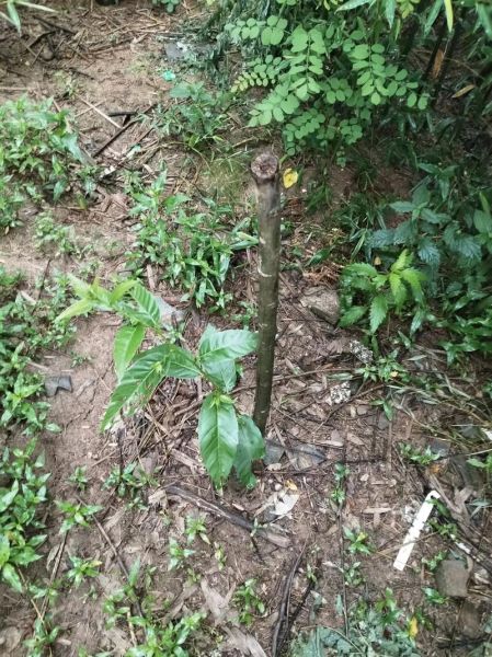 锥栗树长什么样_锥栗树图片怎么辨认-第2张图片-山城妙识 锥栗树长什么样_锥栗树图片怎么辨认-第2张图片-山城妙识