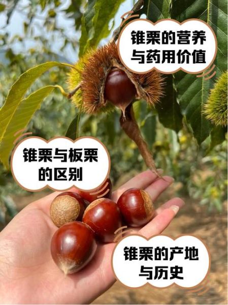 锥栗树长什么样_锥栗树图片怎么辨认-第3张图片-山城妙识 锥栗树长什么样_锥栗树图片怎么辨认-第3张图片-山城妙识