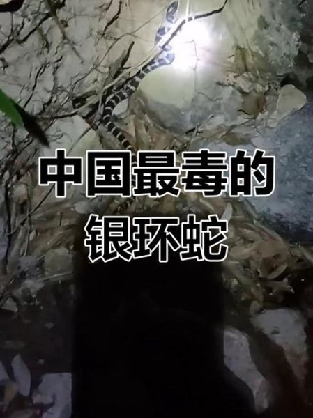 银包铁蛇是什么_银包铁蛇有毒吗-第2张图片-山城妙识 银包铁蛇是什么_银包铁蛇有毒吗-第2张图片-山城妙识