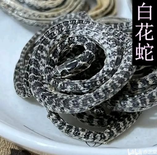 银包铁蛇是什么_银包铁蛇有毒吗-第1张图片-山城妙识 银包铁蛇是什么_银包铁蛇有毒吗-第1张图片-山城妙识