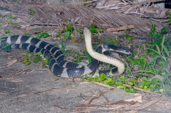 银包铁蛇是什么_银包铁蛇有毒吗-第3张图片-山城妙识 银包铁蛇是什么_银包铁蛇有毒吗-第3张图片-山城妙识