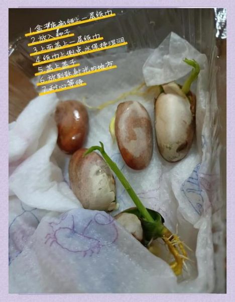 菠萝蜜的核能种吗_怎么种才能发芽-第2张图片-山城妙识