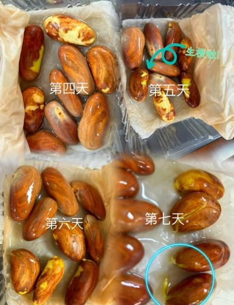 菠萝蜜的核能种吗_怎么种才能发芽-第3张图片-山城妙识