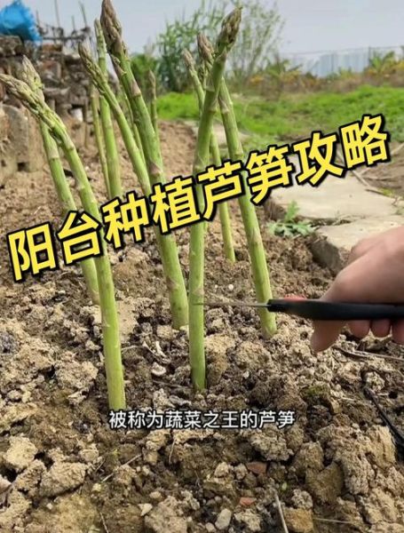 芦笋怎么种_芦笋种植时间和方法-第1张图片-山城妙识