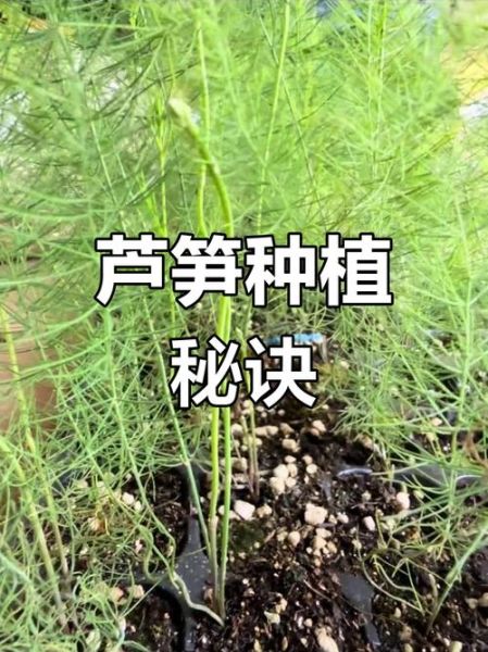 芦笋怎么种_芦笋种植时间和方法-第2张图片-山城妙识