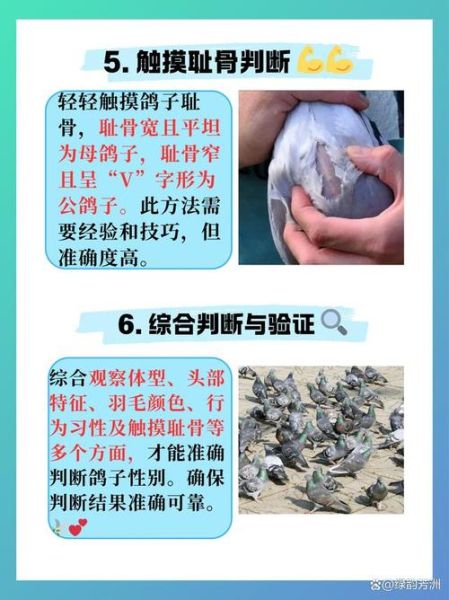 鸽子怎么分公母_鸽子配对前要注意什么-第1张图片-山城妙识