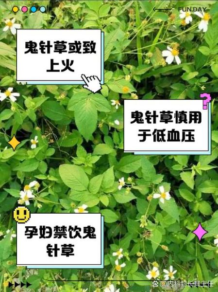 鬼针草泡水喝的功效与作用_鬼针草泡水能天天喝吗-第1张图片-山城妙识