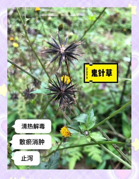 鬼针草泡水喝的功效与作用_鬼针草泡水能天天喝吗-第3张图片-山城妙识