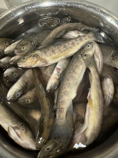 鲑鱼读音怎么读_鲑鱼念gui还是hua-第2张图片-山城妙识