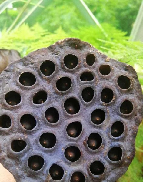 莲蓬手密集恐惧症_怎么克服-第2张图片-山城妙识