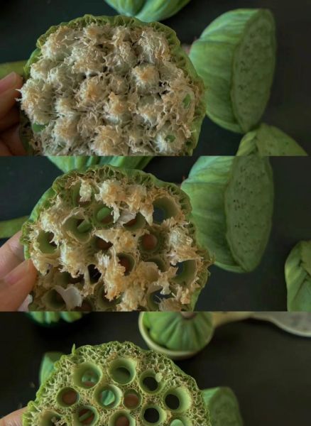 莲蓬手密集恐惧症_怎么克服-第3张图片-山城妙识