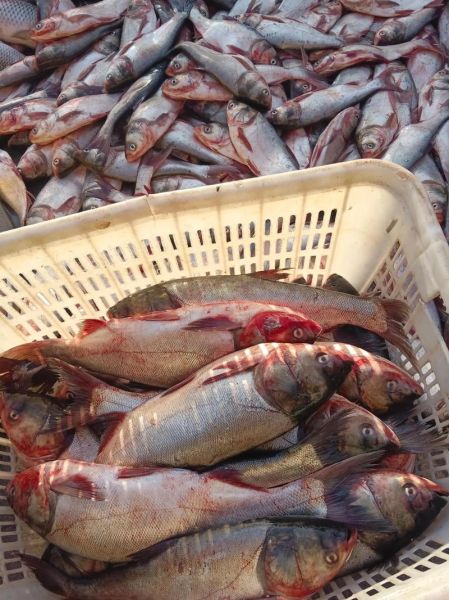 鲫鱼多少钱一斤_鲫鱼价格行情-第2张图片-山城妙识