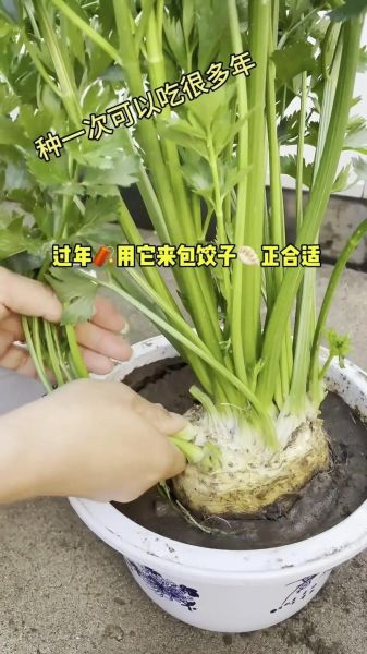根芹怎么种_根芹种植时间和方法-第1张图片-山城妙识