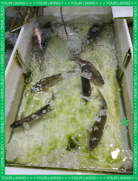 鲫鱼多少钱一斤_鲫鱼价格行情-第3张图片-山城妙识