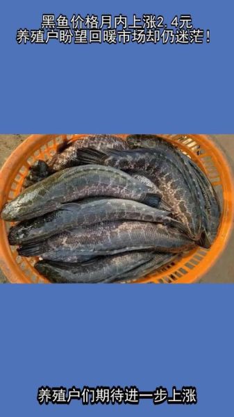 黑鱼多少钱一斤_黑鱼价格为什么波动这么大-第1张图片-山城妙识