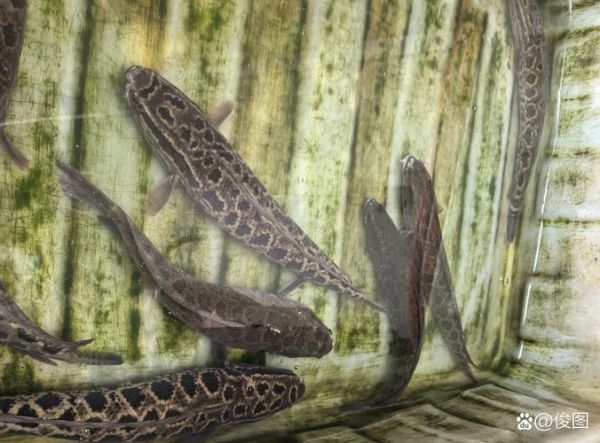 黑鱼多少钱一斤_黑鱼价格为什么波动这么大-第3张图片-山城妙识